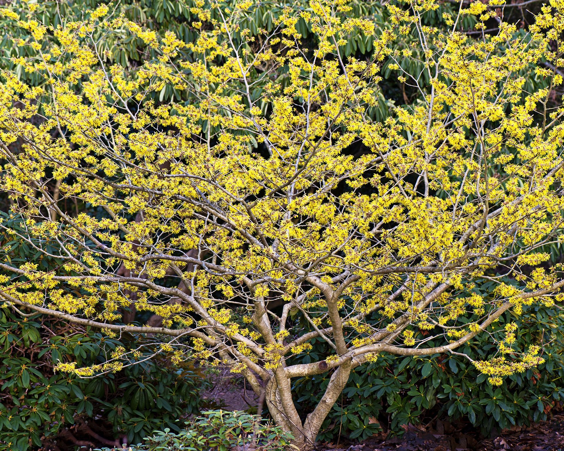 10 Stunning Plants For Winter Color – Experts Reveal The Best Varieties ...