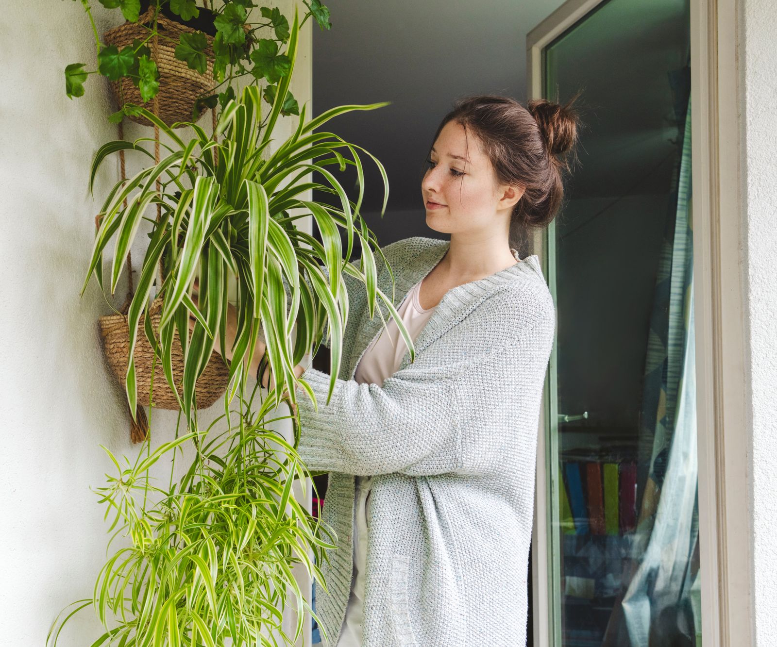 How To Grow A Hanging Spider Plant – For An Elegant Display | Gardening ...