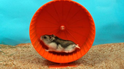 32 hamster care tips from a long-time hamster parent | PetsRadar