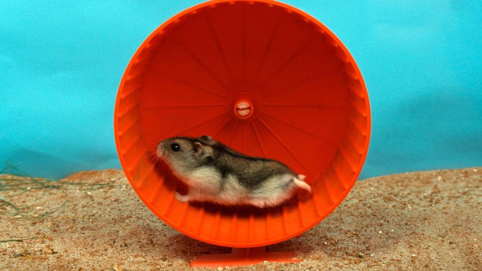 32 hamster care tips from a long-time hamster parent | PetsRadar