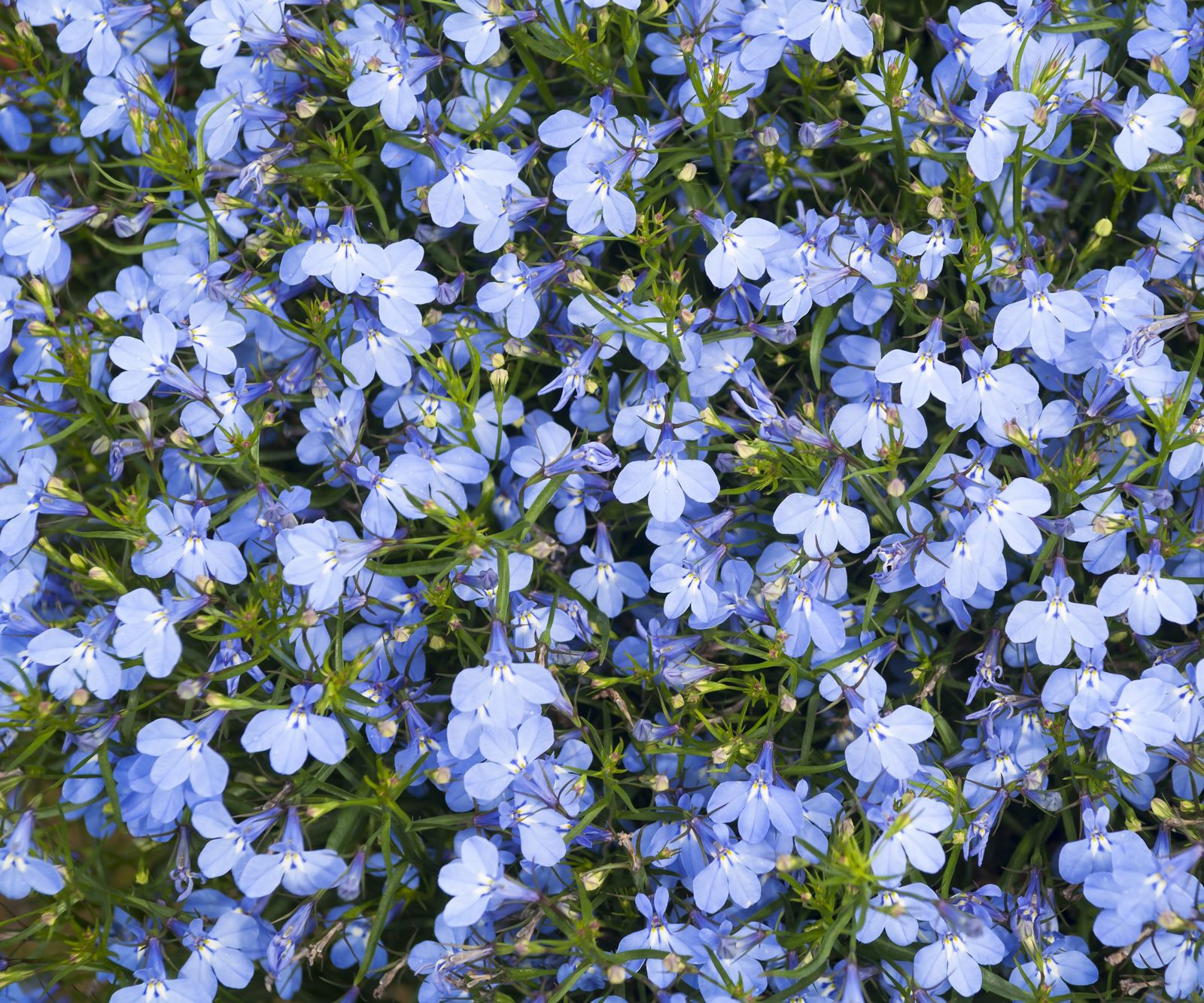 Best filler plants for sparse flower beds: 5 top picks | Homes and Gardens