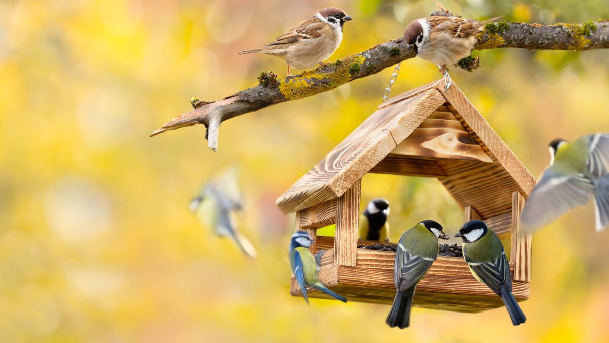 32 tips for taking care of wild birds | PetsRadar