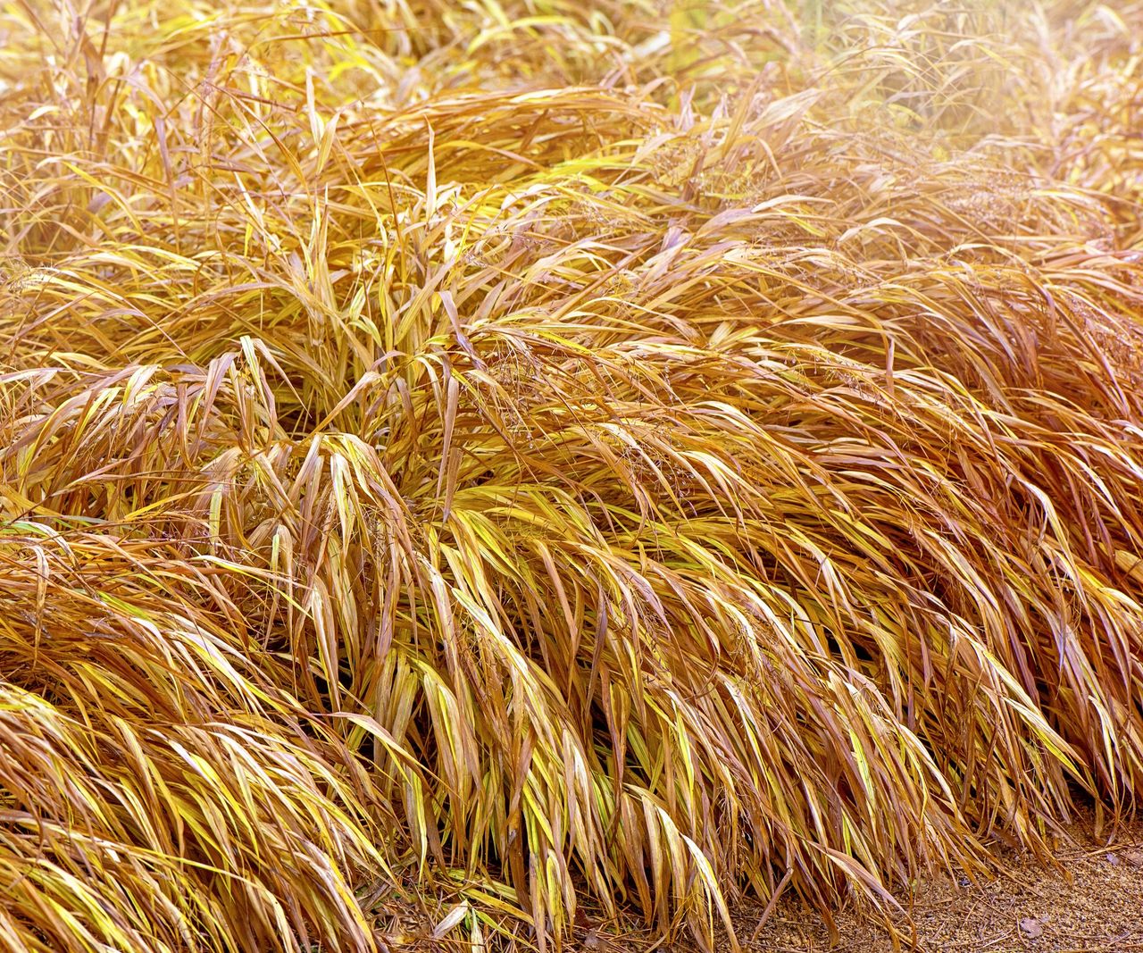 How to grow Japanese forest grass: an easy, shade-loving plant | Homes ...