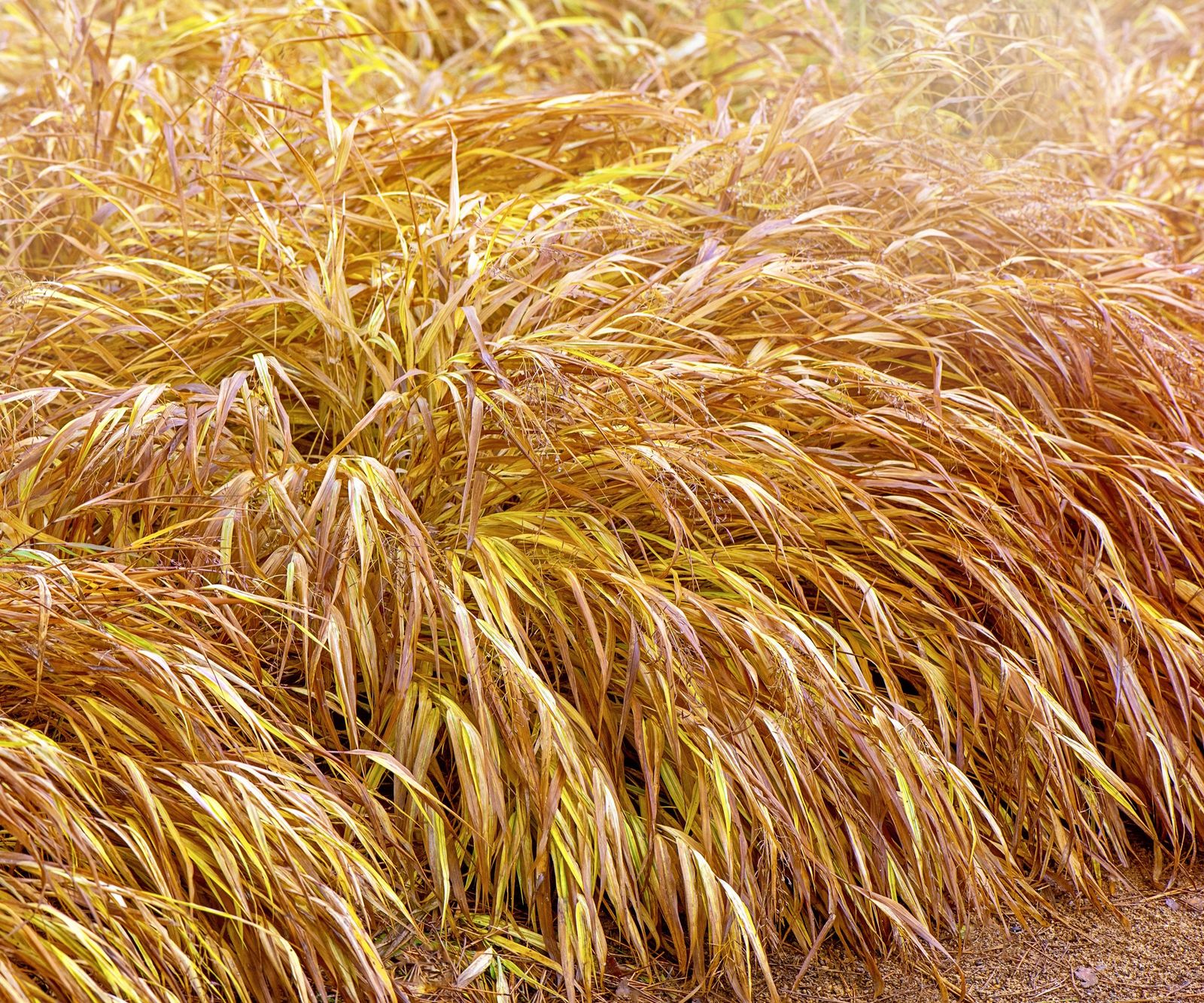 Best ornamental grasses for winter interest: expert picks | Homes and ...