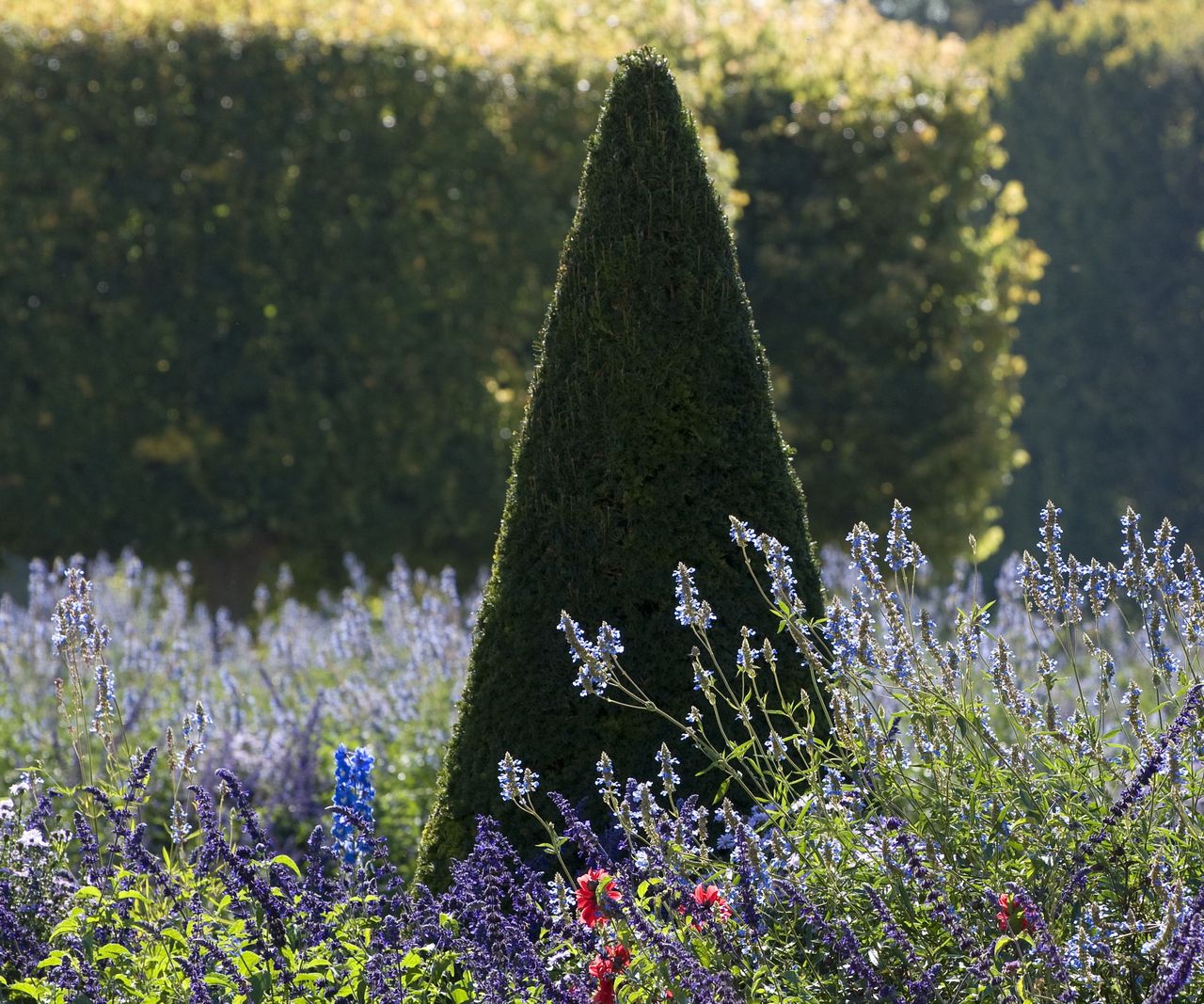 Best evergreens for small front yards: expert selections | Homes and ...