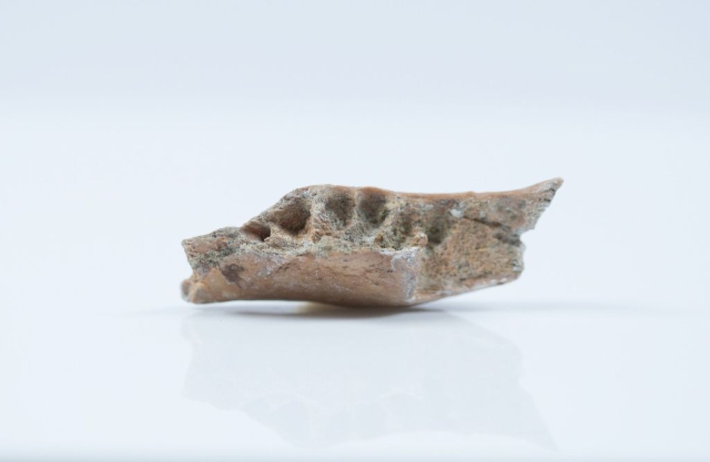 Miniature 'Hobbit' Humans Had Even Smaller Ancestors | Live Science
