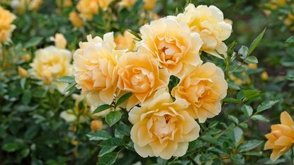 How to grow California roses: expert gardening advice | Homes and Gardens
