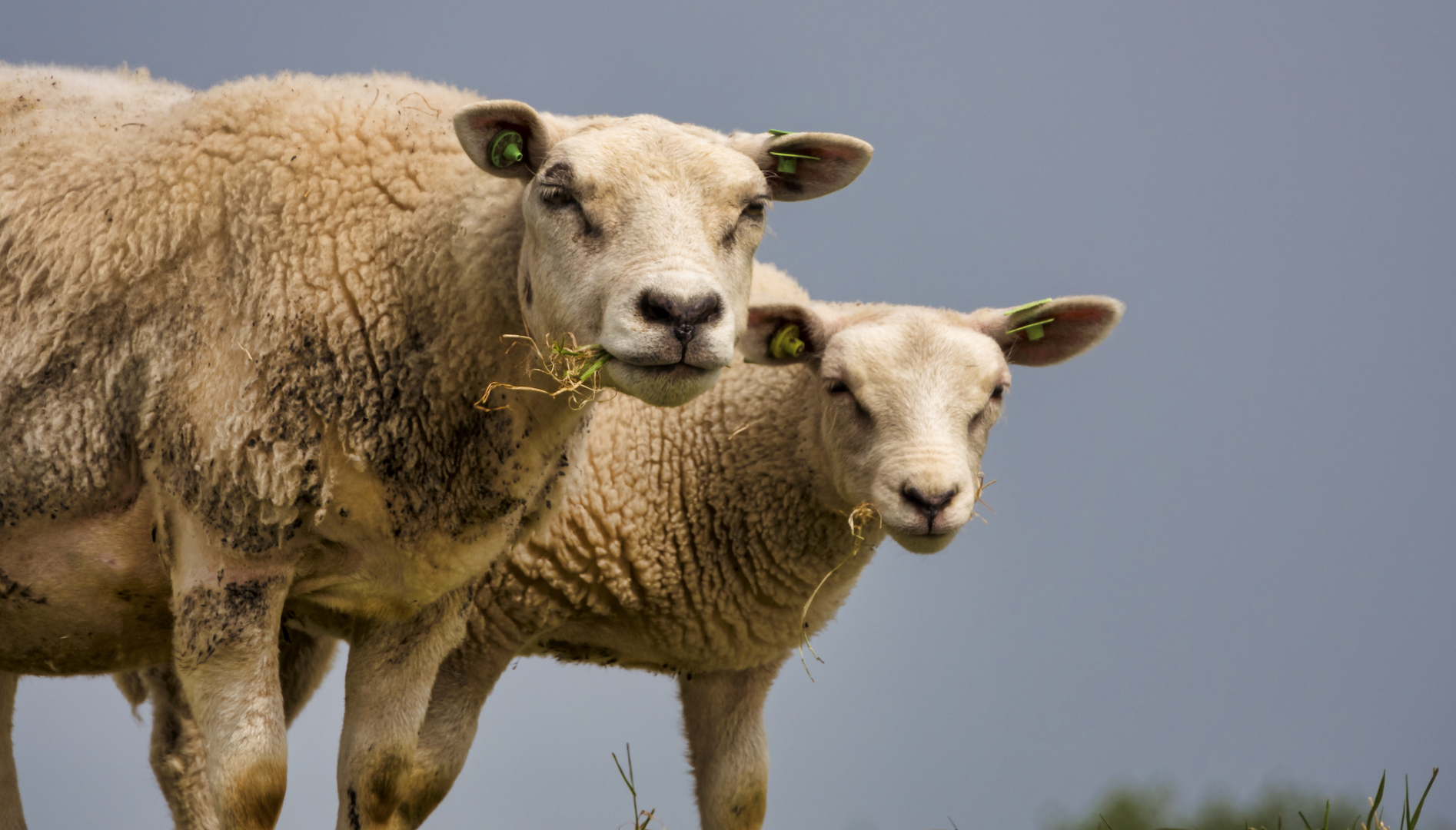 How Does Cloning Work Live Science
