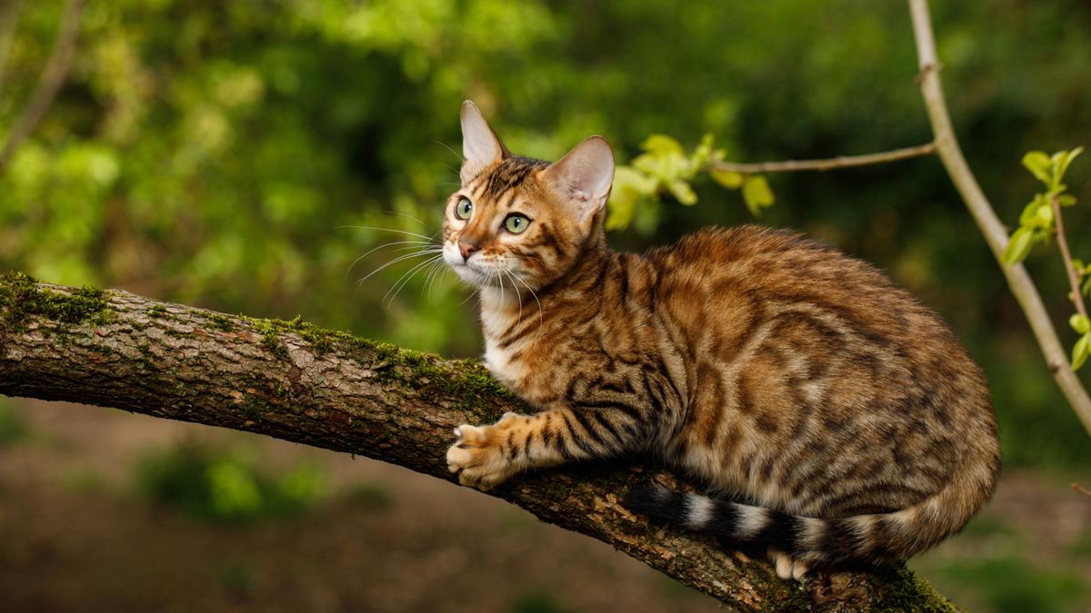 20 independent cat breeds who are happy doing their own thing | PetsRadar