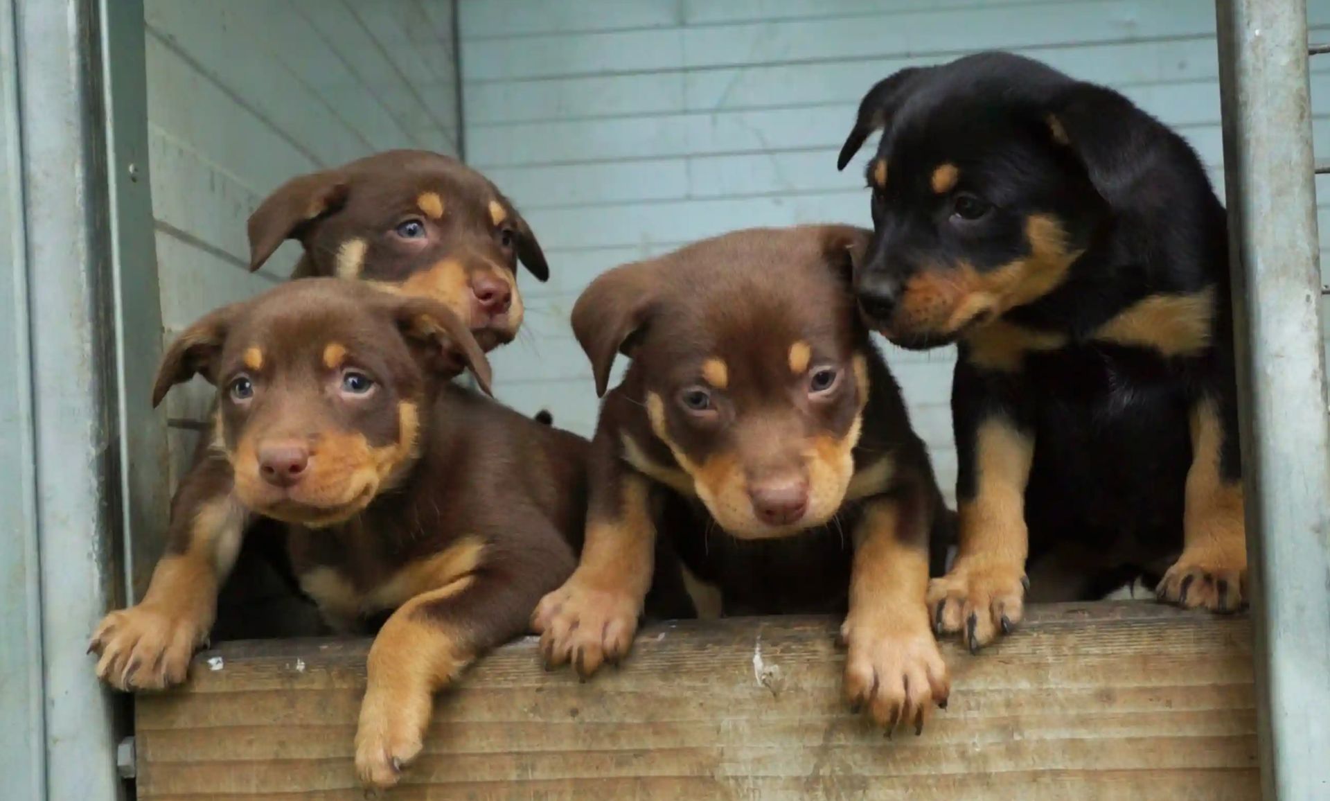 Muster Dogs cast: who's who of the puppies and graziers | What to Watch
