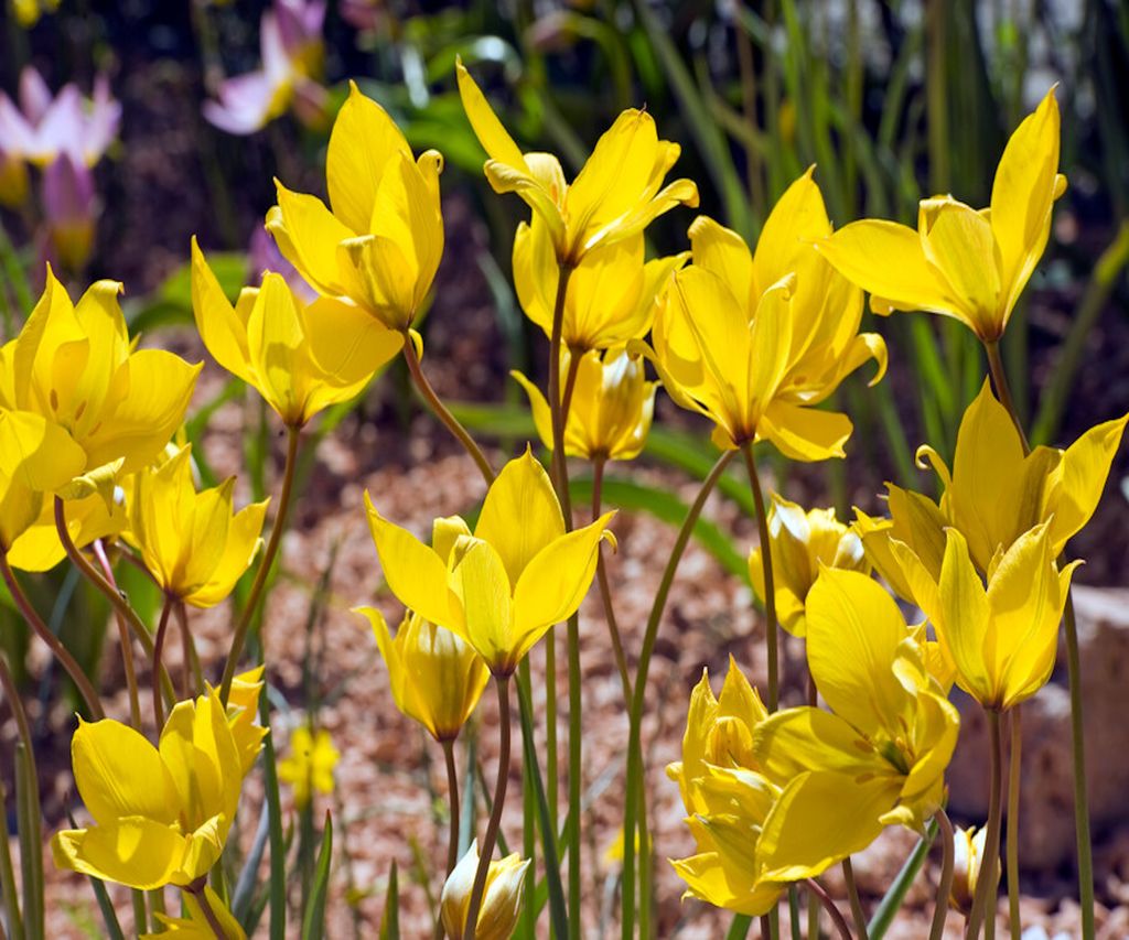 7 of the most popular tulip types explained | Homes and Gardens
