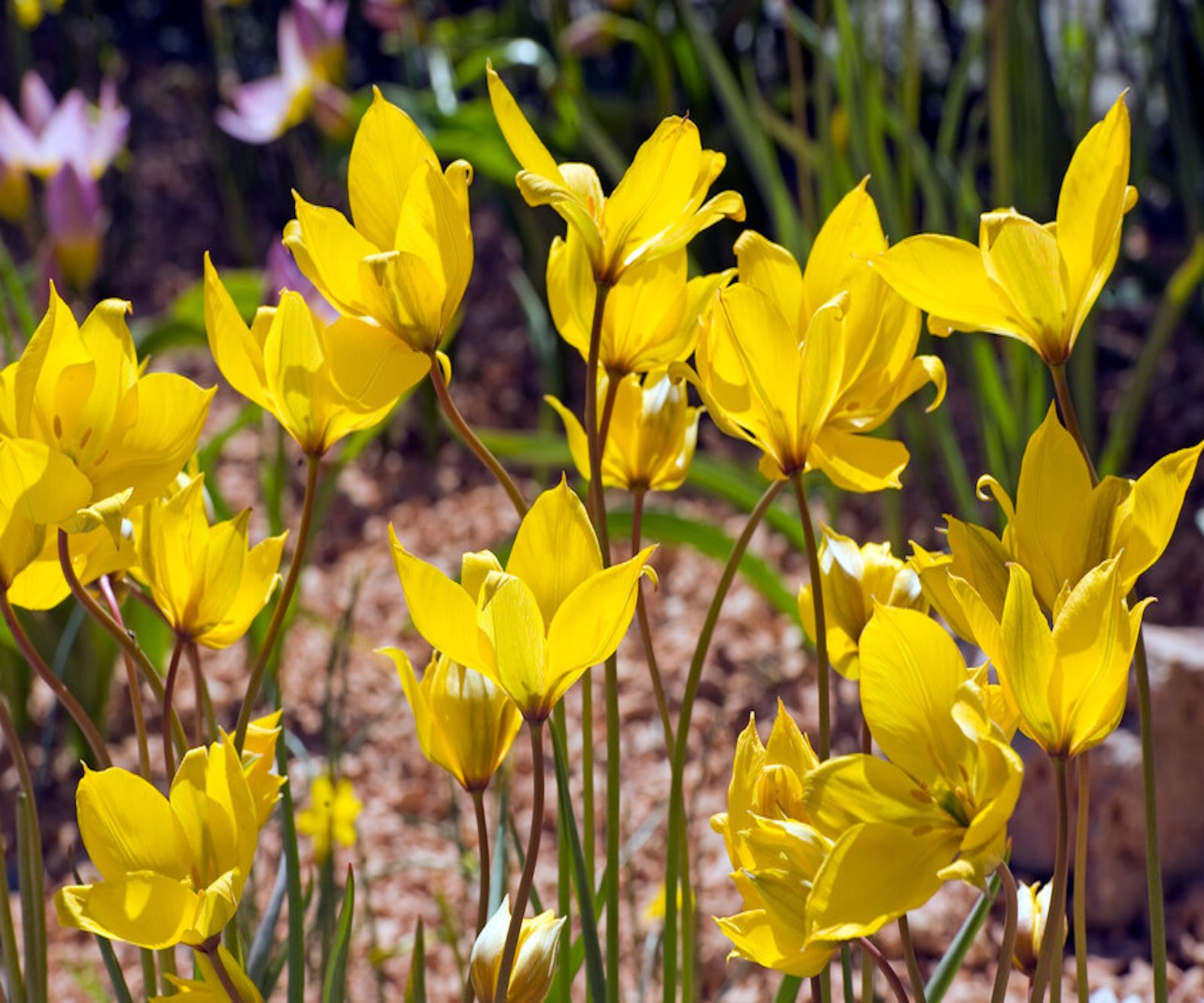 What are species tulips and how to grow these unusual bulbs | Homes and ...