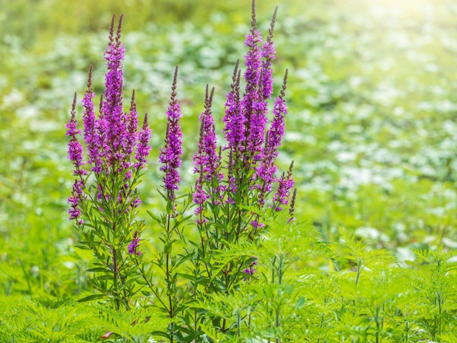 Purple Loosestrife Plant: Information On Garden Loosestrife Plant Care ...