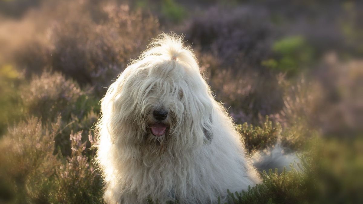 Dogs with beards that will brighten your day | PetsRadar