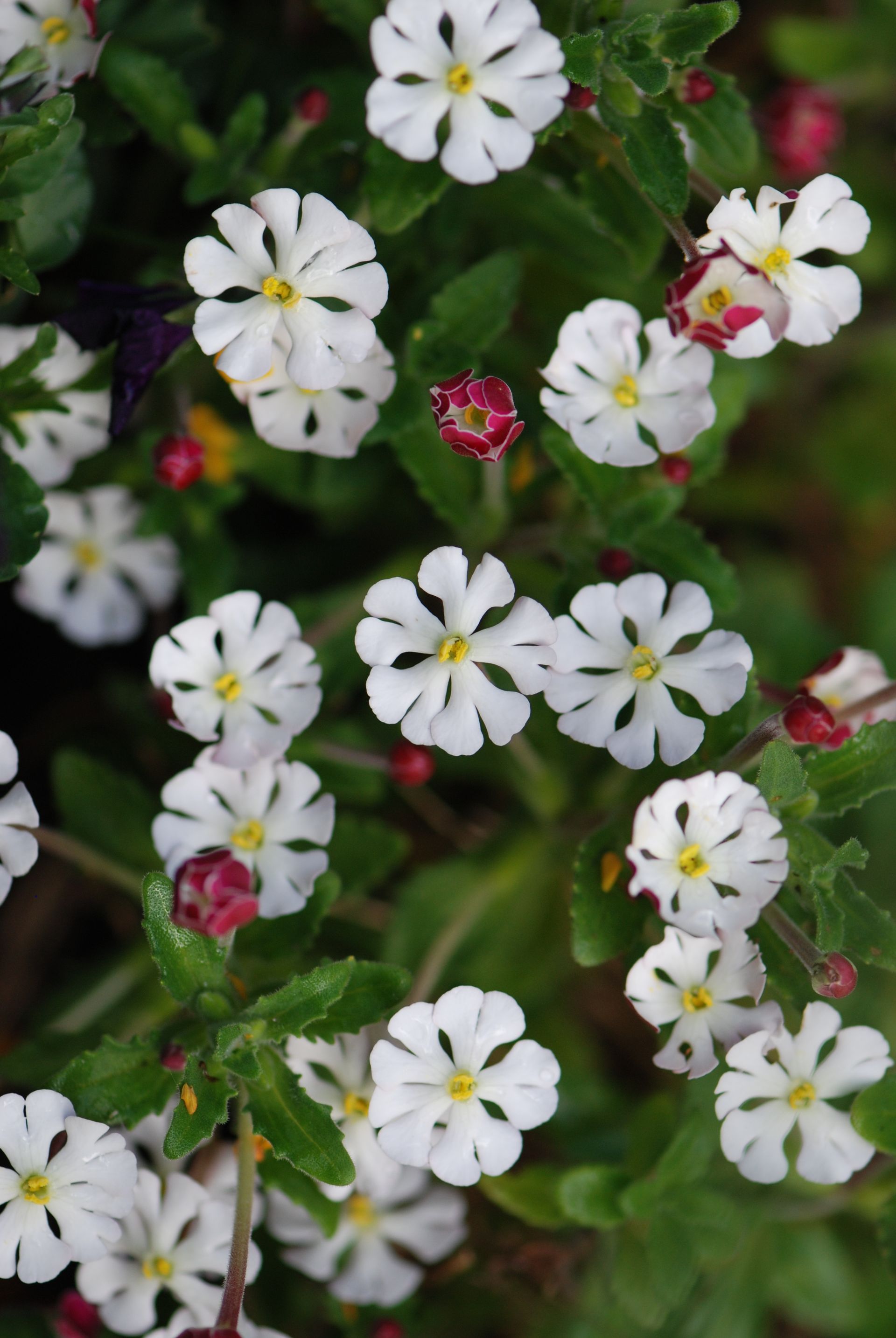11 "Moon Garden Plants" That Look Amazing After Dark | Livingetc