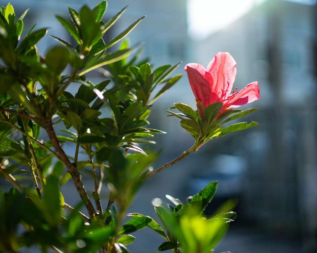 Fashion Azaleas: Your Complete Guide | Gardening Know How