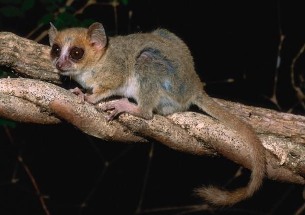 Photos: Madagascar's Treasure Trove of Species | Live Science