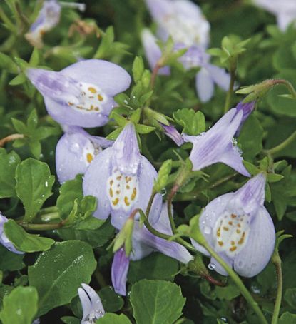 6 walkable groundcover plants that are perfect for paths | Livingetc