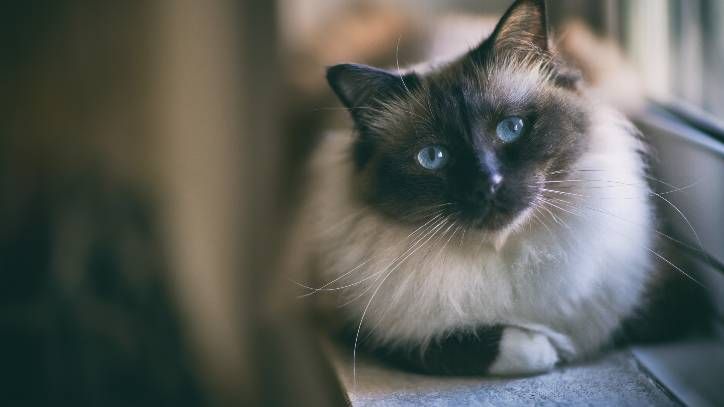 16 friendliest cat breeds that make perfect pets | PetsRadar
