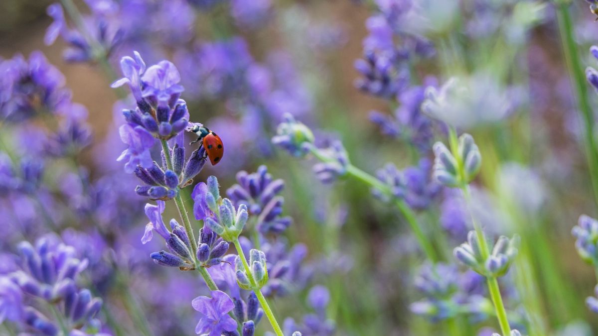 How to combat lavender pests and problems: with expert help | Homes and ...