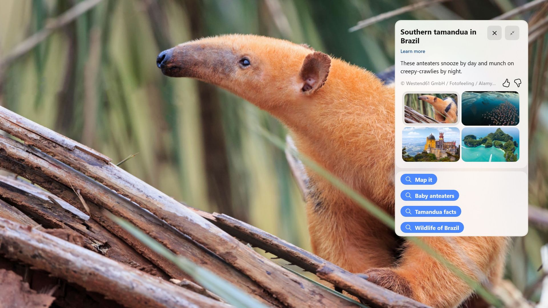 Microsoft brings updated UI to Windows Spotlight in latest Windows 11 ...