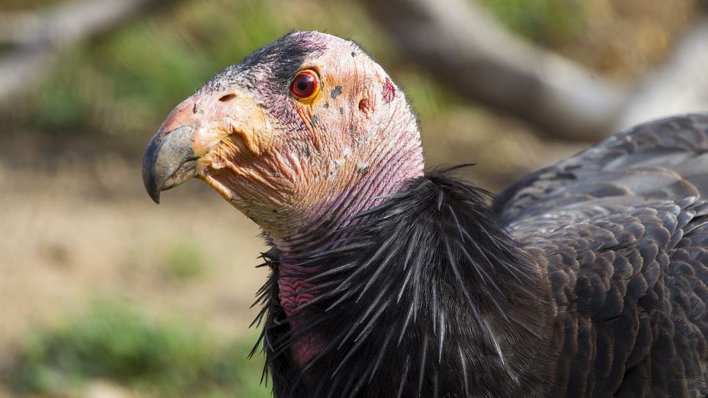 Critically endangered condor chicks are species' 1st known 'virgin ...