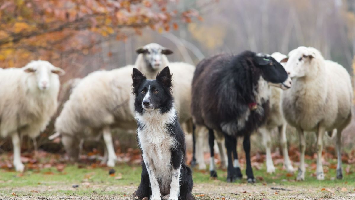 32 best dog breeds for life on the farm | PetsRadar
