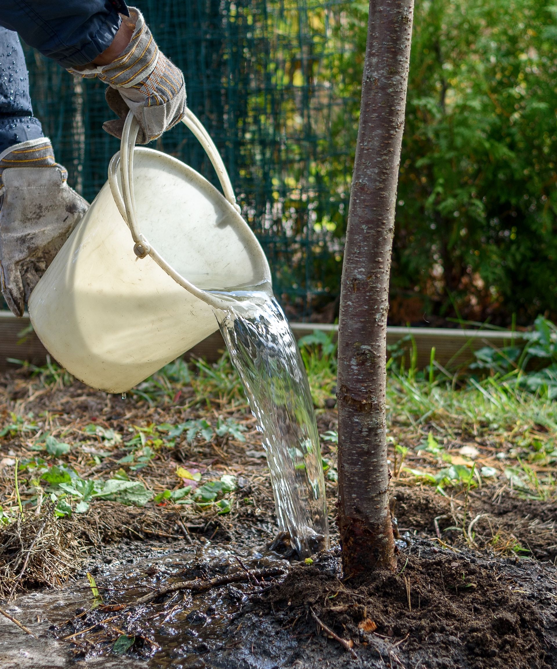 9 tree mistakes to avoid | Homes and Gardens