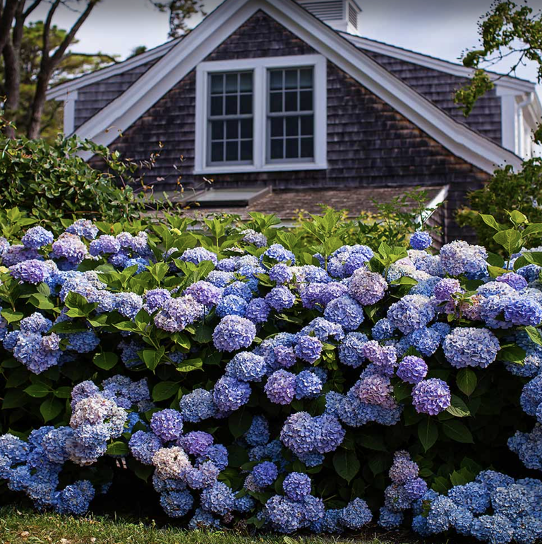 ‘The future of your blooms depends on it!’ 5 common hydrangea mistakes ...