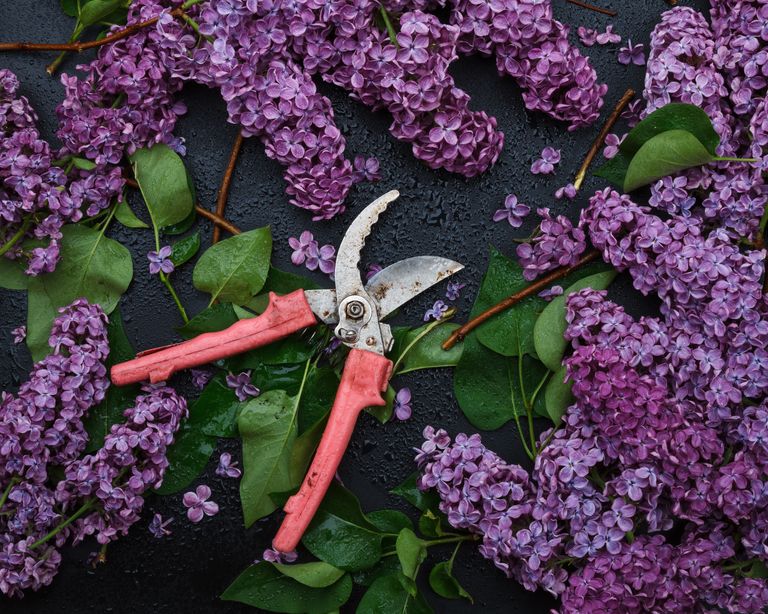 How To Propagate Lilacs: Easiest & Most Effective Methods | Gardening ...