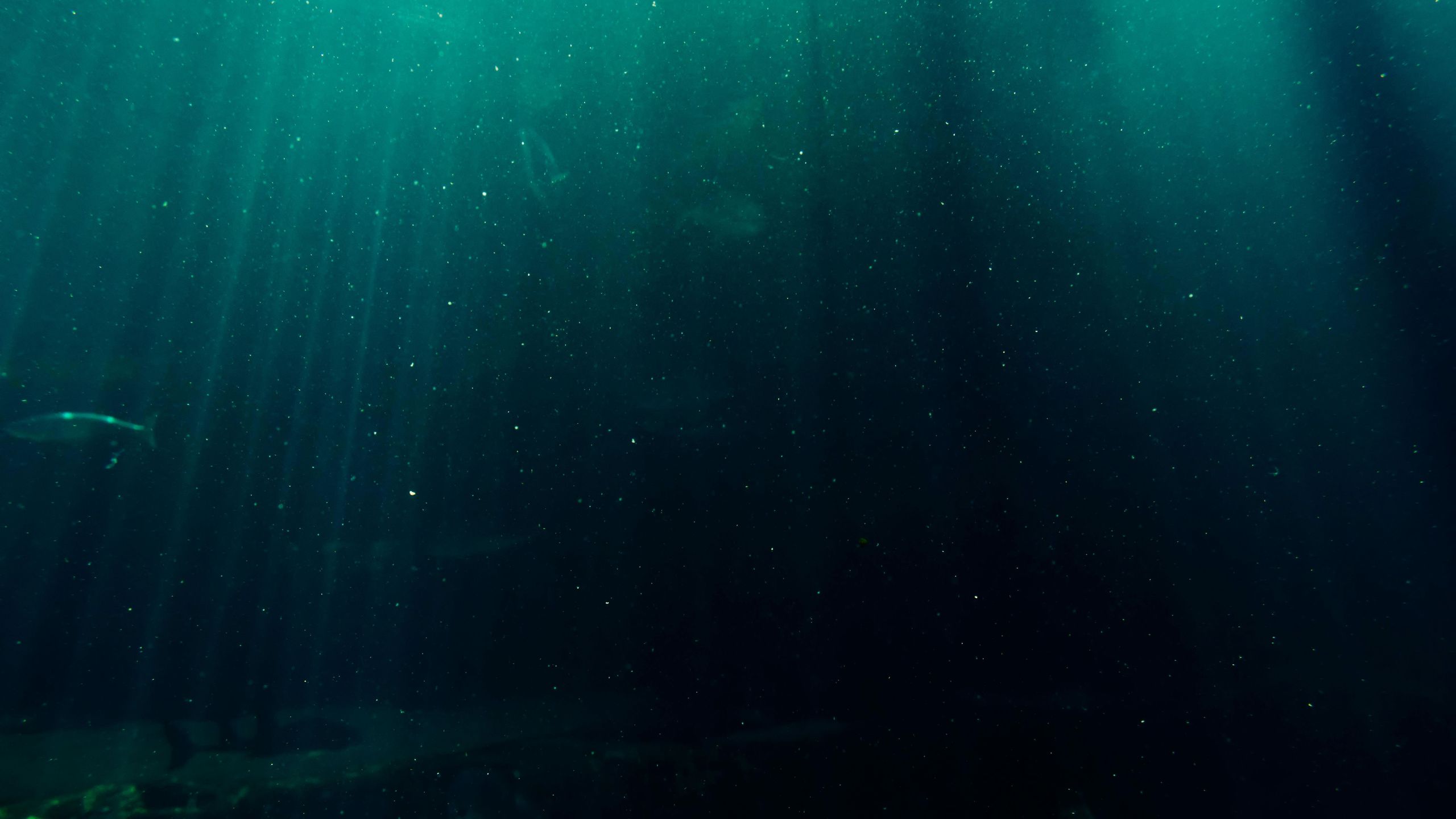 Camera dropped 1,054 meters into the eerie depths of the Caribbean Sea ...