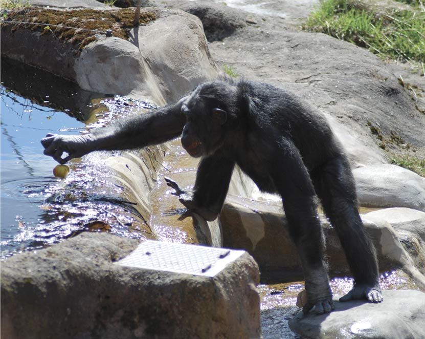 Deceptive Chimp Hides Ammo, Blasts Unsuspecting Zoo Visitors | Live Science