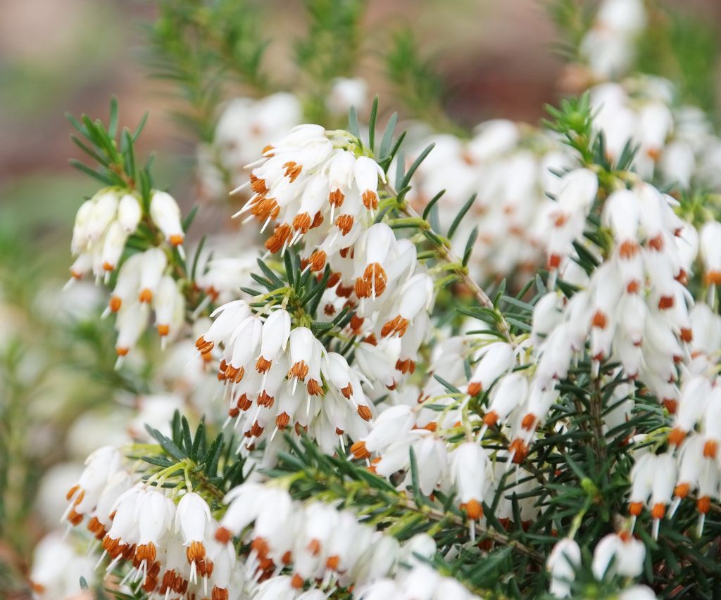 Grow Winter Heath For Striking Color In The Colder Months | Gardening ...