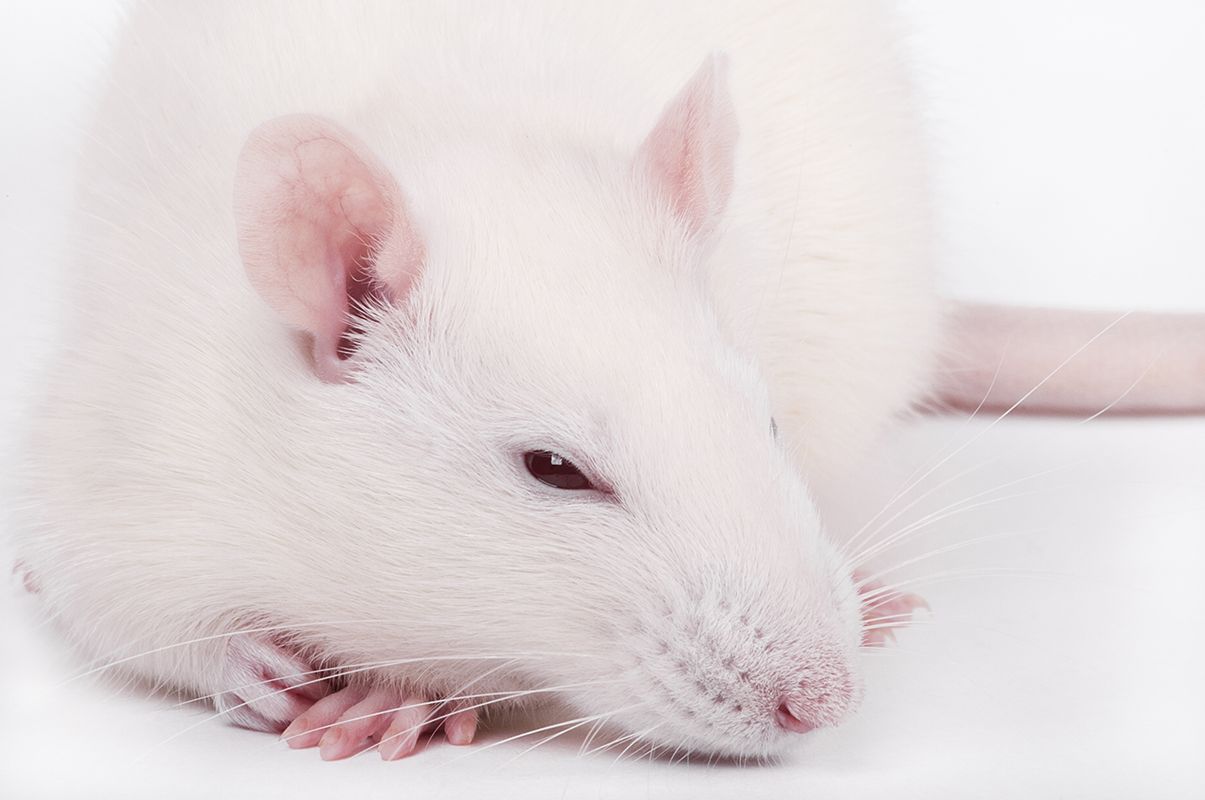 Alcohol Use Makes Rats Crave Cocaine | Live Science