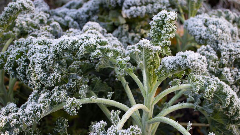These vegetables benefit from frost and snow, say experts | Ideal Home