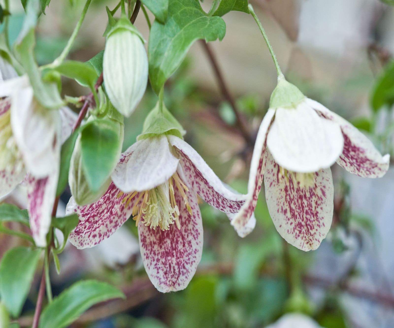 Best winter flowers for scent: 12 uplifting plants to grow | Homes and ...