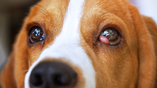 Cherry eye in dogs: Vet's guide | PetsRadar