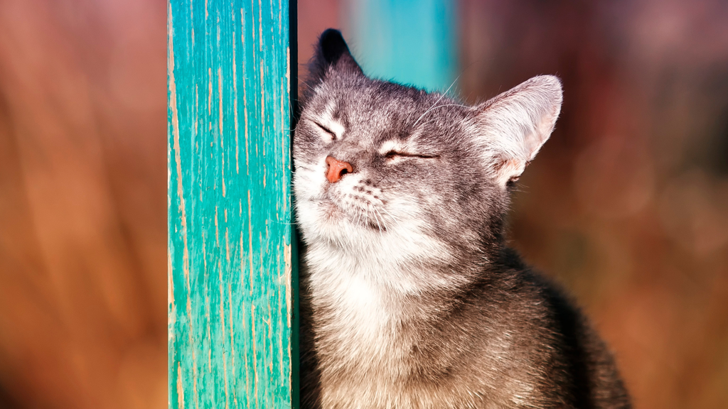 Why do cats rub their face on things? | PetsRadar