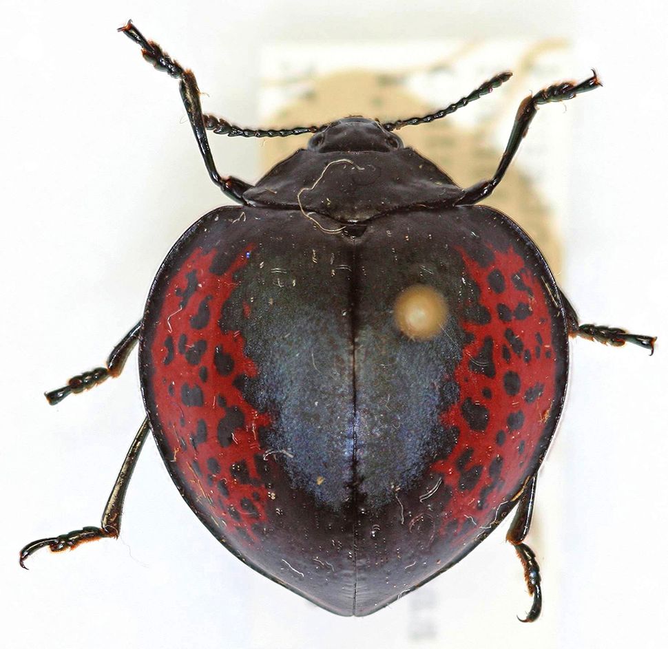 Meet the Beetles: Stunning Museum Specimens from London | Live Science