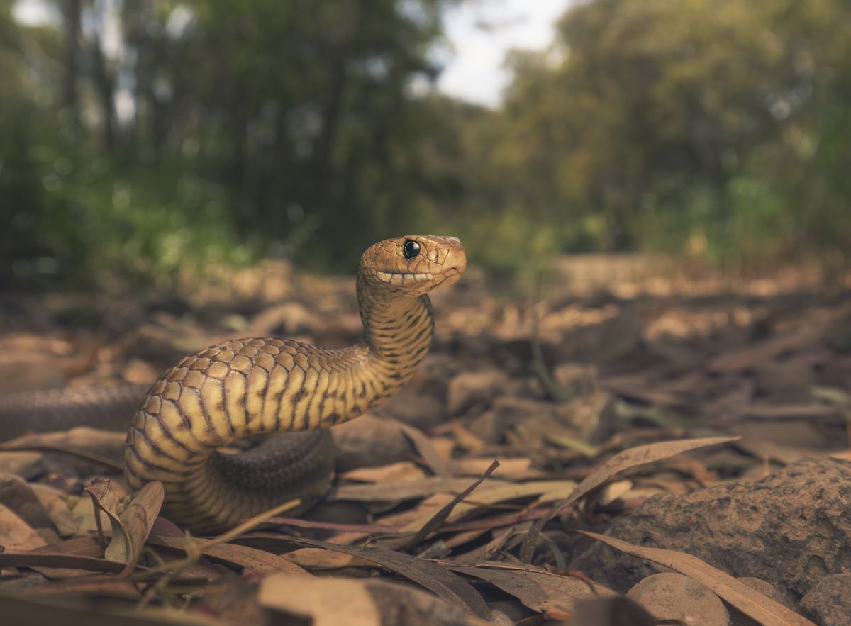 Cyclist scoops up deadly snake with his rear wheel | Cycling Weekly