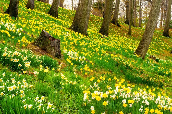 Britain's best wild daffodil display? The 'Golden Triangle' of ...