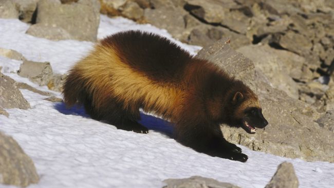 Are wolverines dangerous? We dispel a few myths... | Advnture