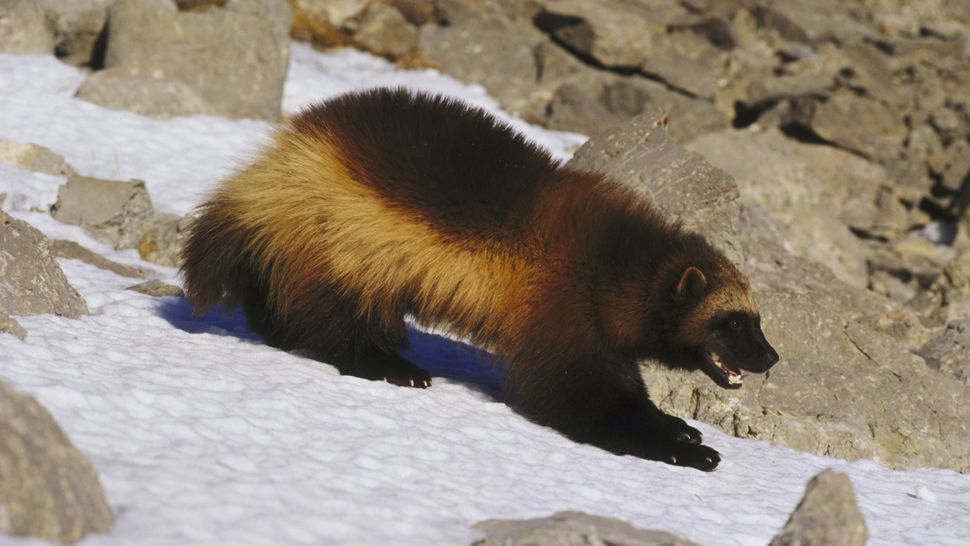Are wolverines dangerous? We dispel a few myths... | Advnture