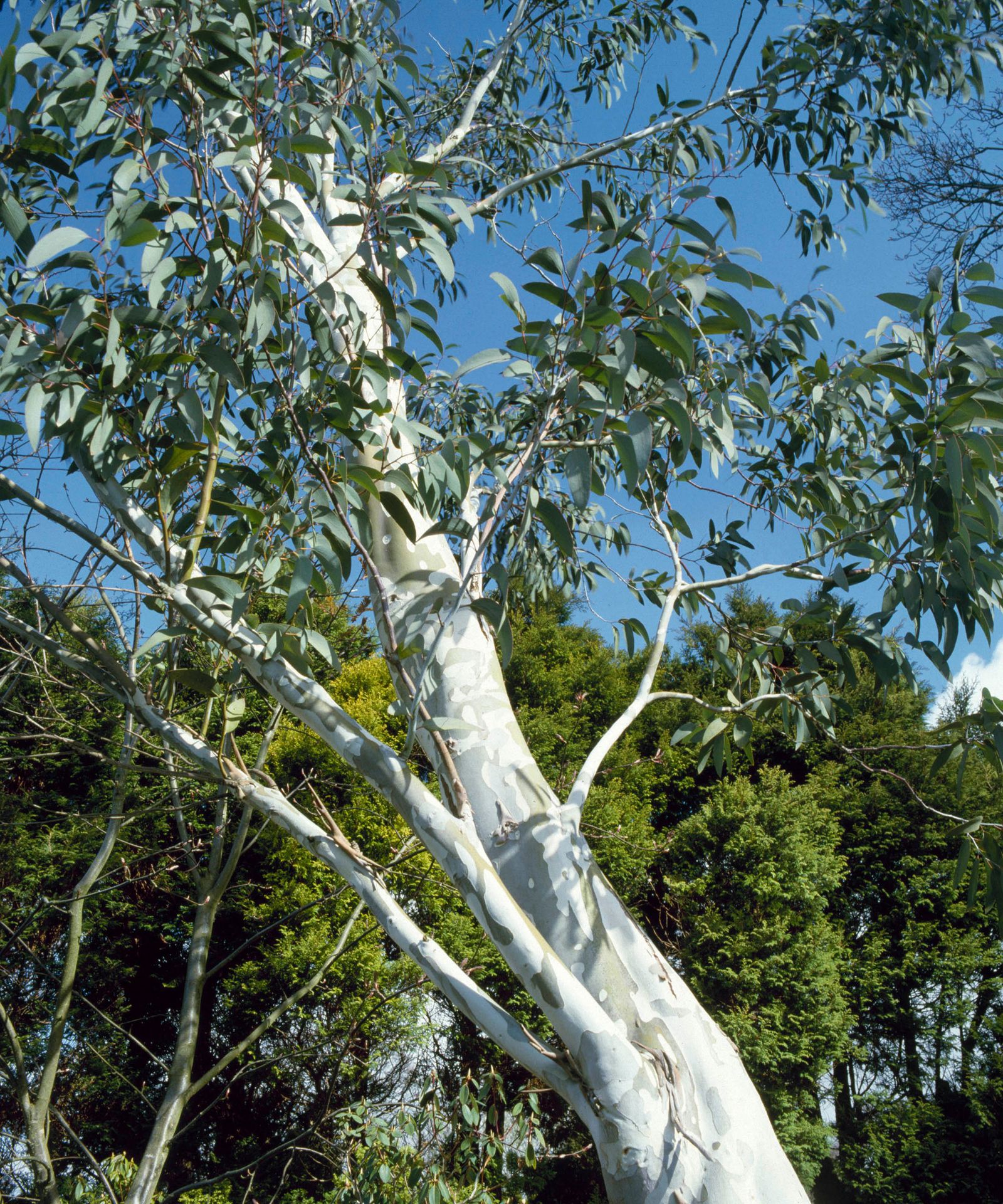 9 trees with white bark that make a statement in your plot | Gardeningetc