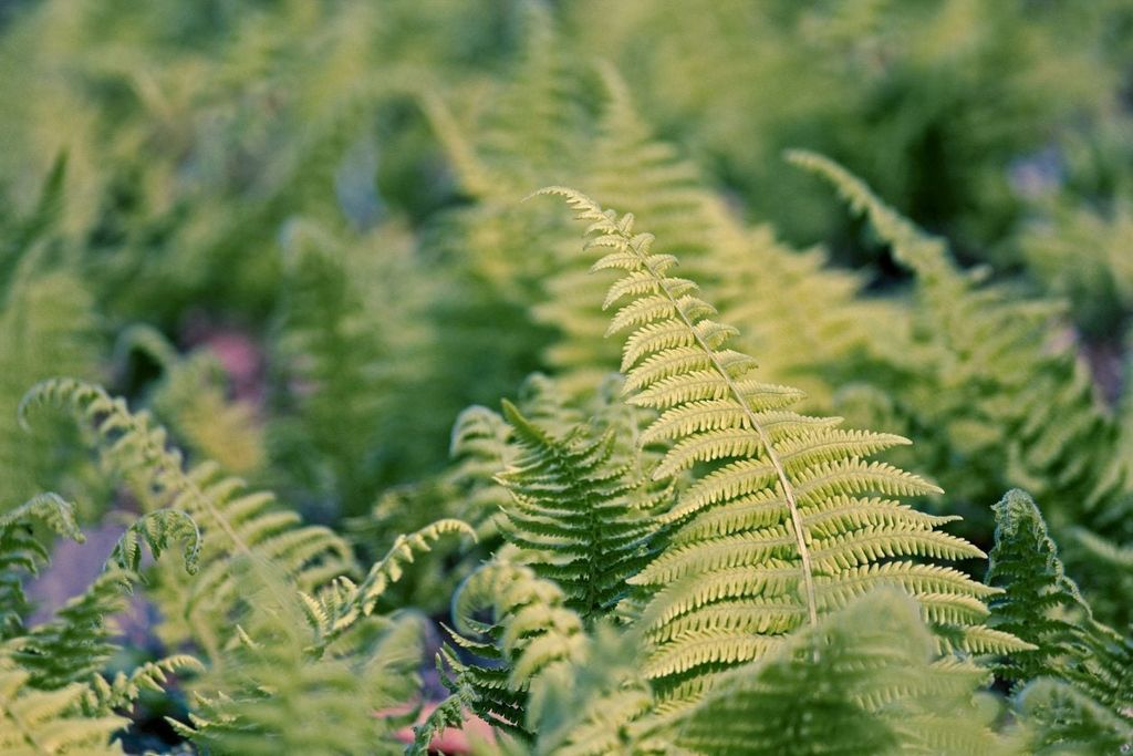 Shade Plants For Zone 8 - Learn About Common Zone 8 Shade Plants ...