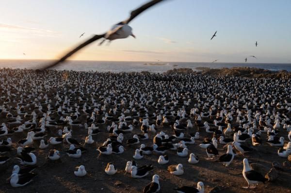 Quest for Survival: Photos of Incredible Animal Migrations | Live Science