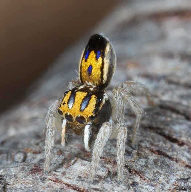 Incredible Photos of Peacock Spiders | Live Science
