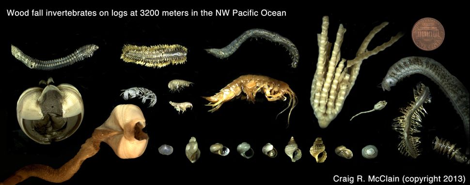 Fallen Wood Oasis of Deep-Sea Diversity | Live Science