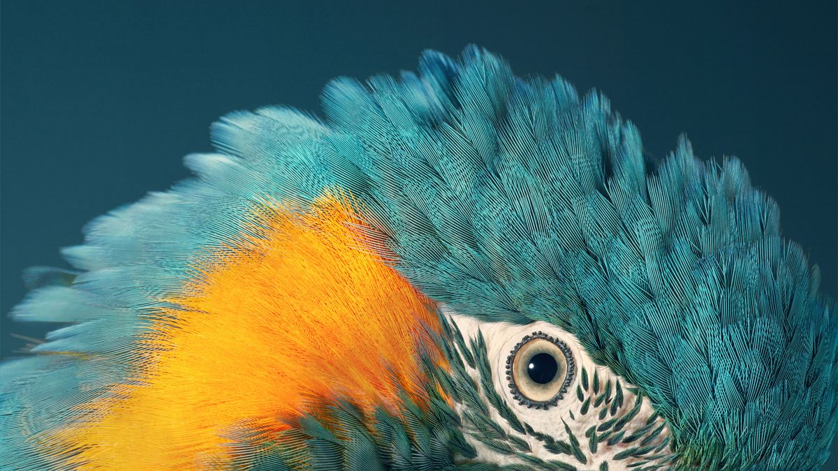 Tim Flach interview: the sixth extinction and the democratization of ...