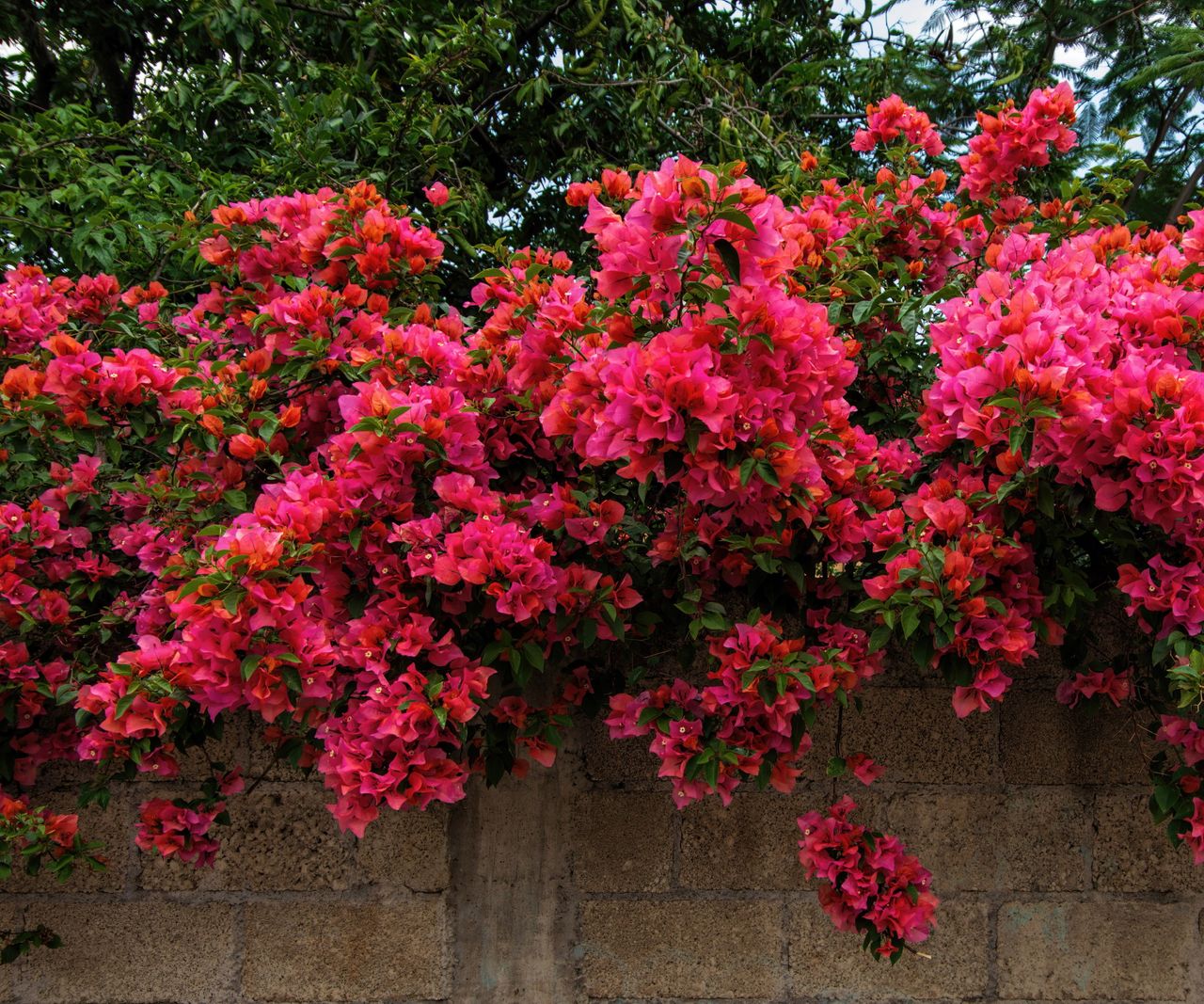 How to grow bougainvillea in pots: advice for climbing plants | Homes ...